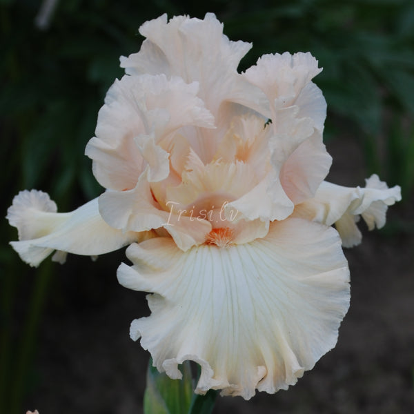 POWDERPUFF GIRL – Irisi.lv