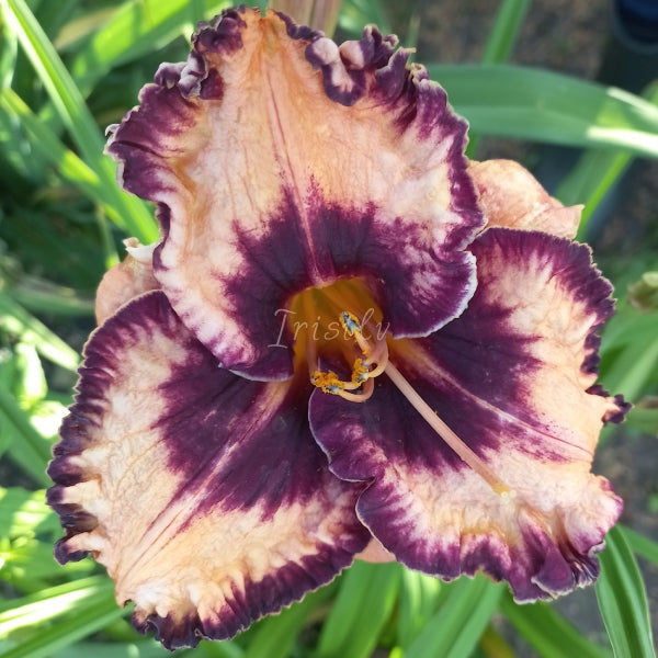 GAVIN PETIT – Irisi.lv