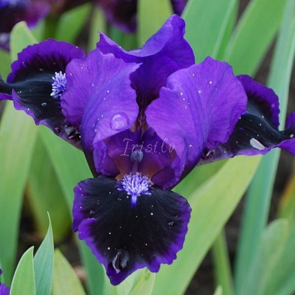 WELL SUITED – Irisi.lv